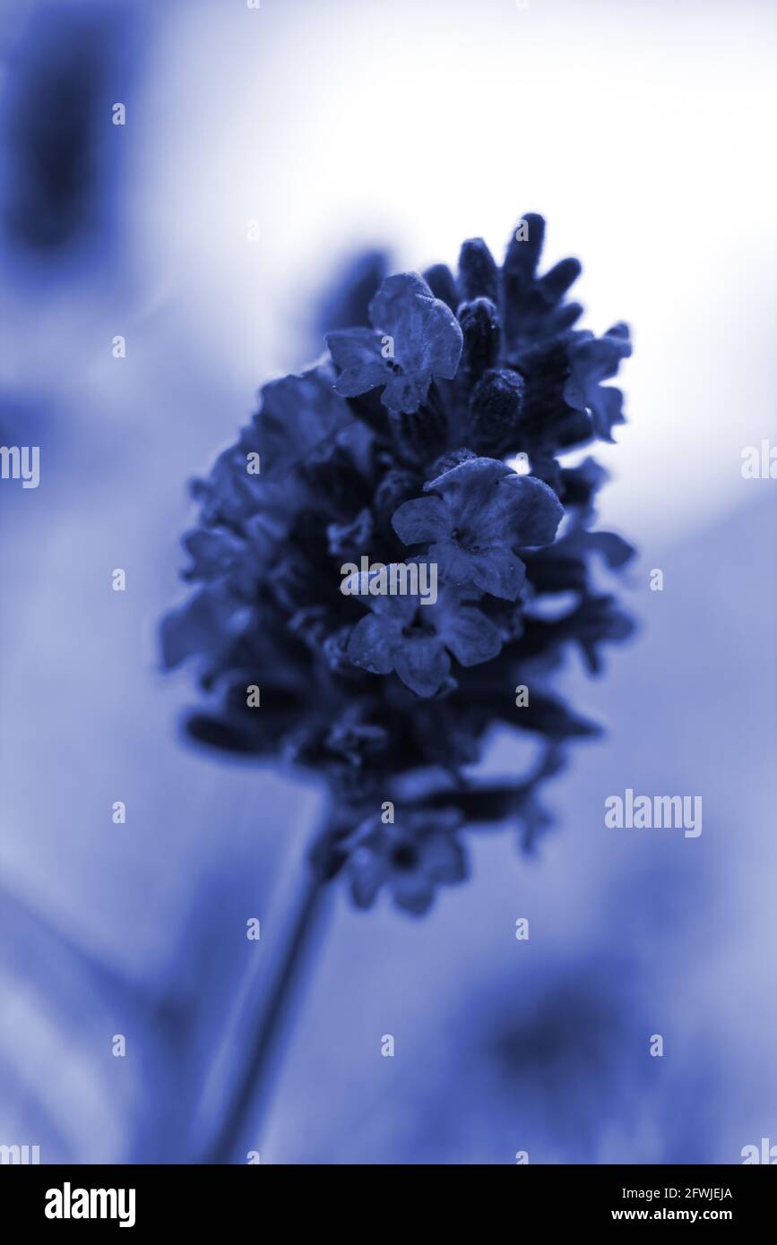 Lavender blue hi-res stock photography and images - Alamy