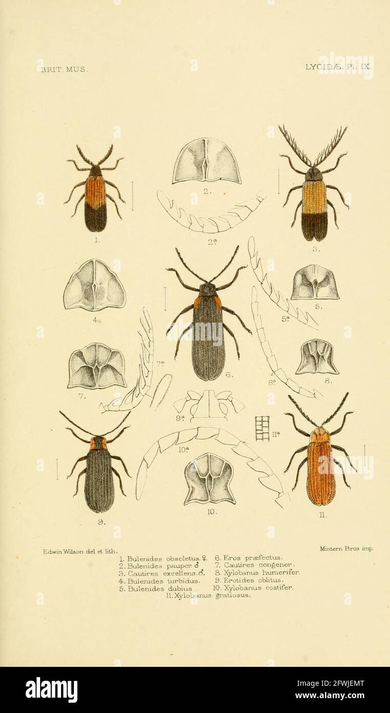 British cartoon museum london hi-res stock photography and images - Alamy