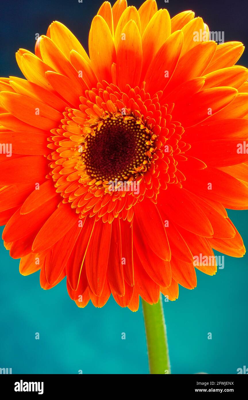 Blue And Orange Gerbera Daisy