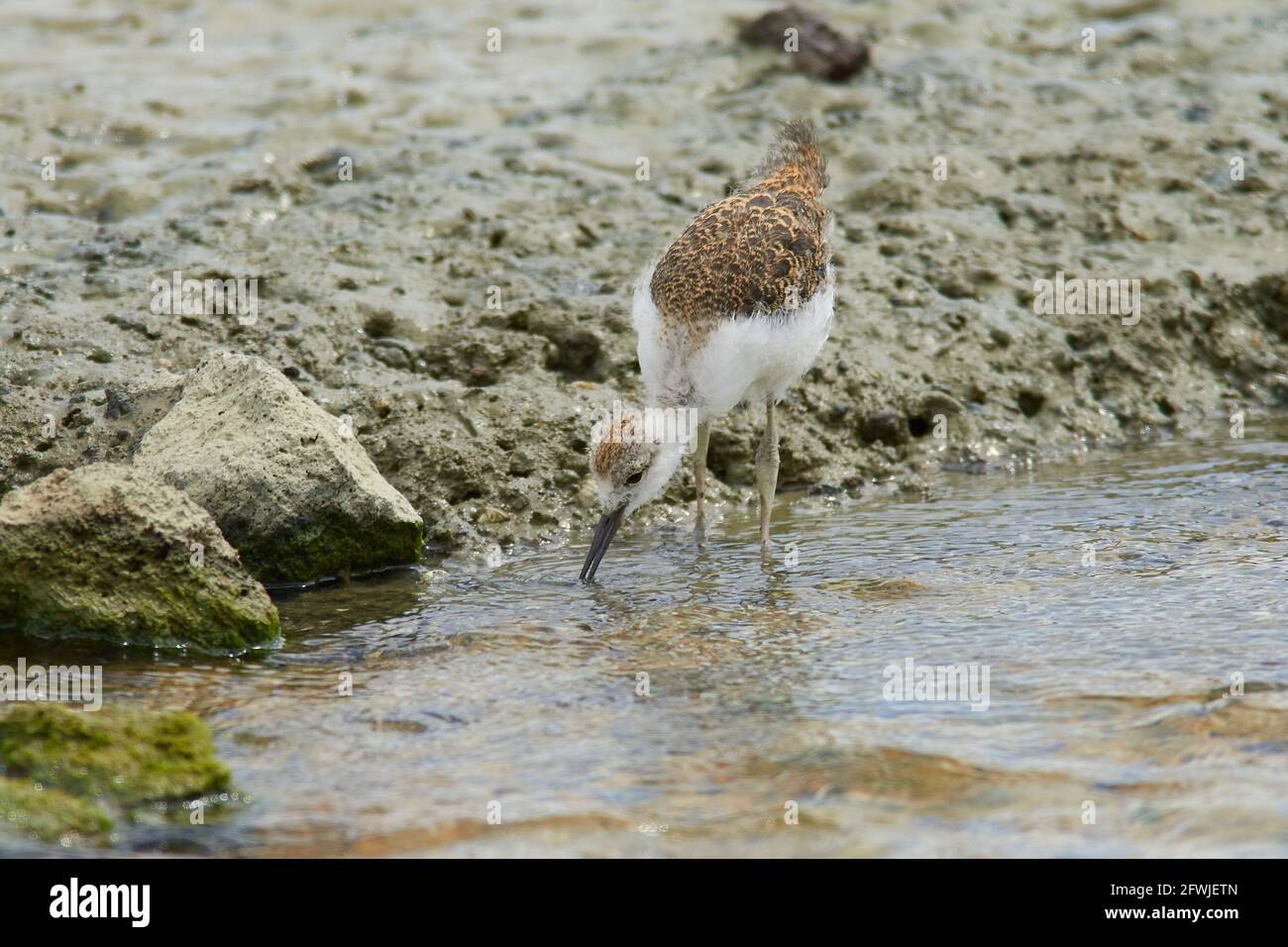 Pied Stilt Chicks hunting for worms in coastal rocks and stream Stock ...