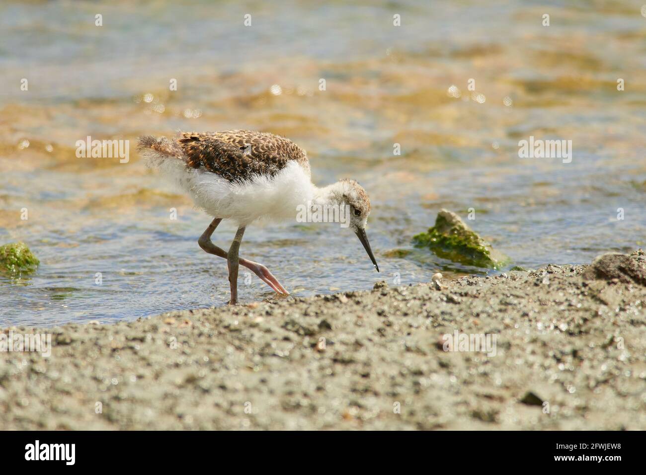 Pied Stilt Chicks hunting for worms in coastal rocks and stream Stock ...