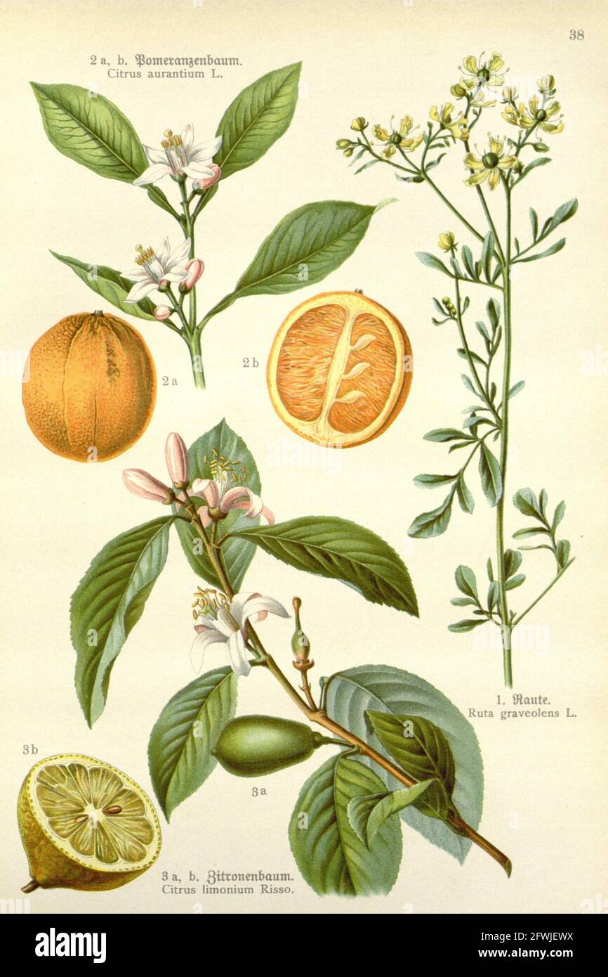 Schreiber color hi-res stock photography and images - Alamy