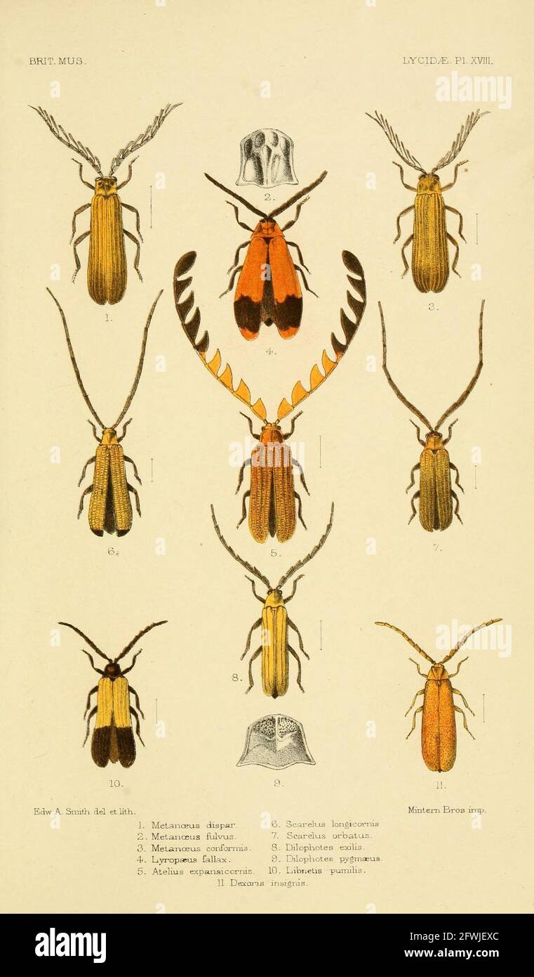 British cartoon museum london hi-res stock photography and images - Alamy