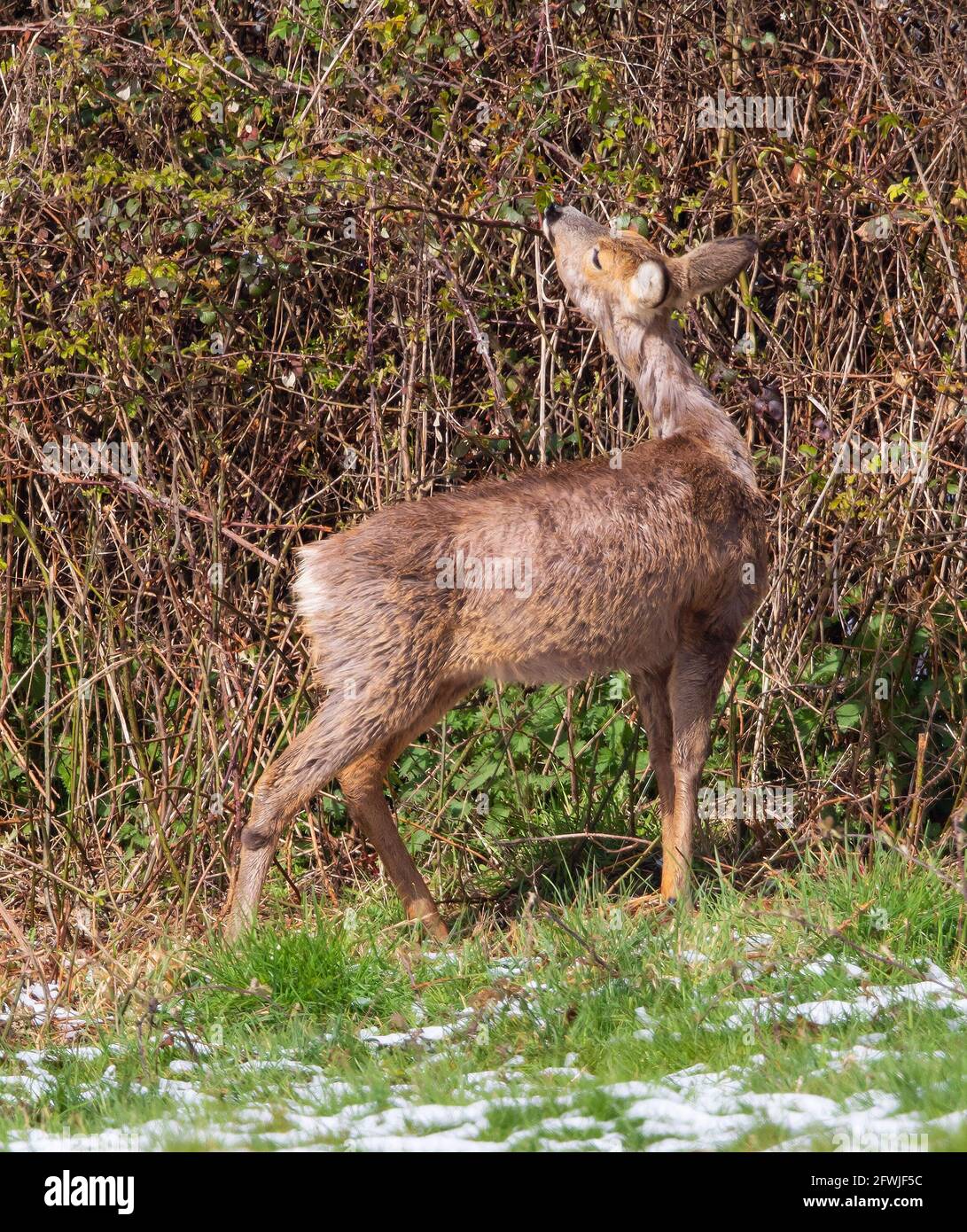 Roe deer doe in the spring sunshine Stock Photo - Alamy