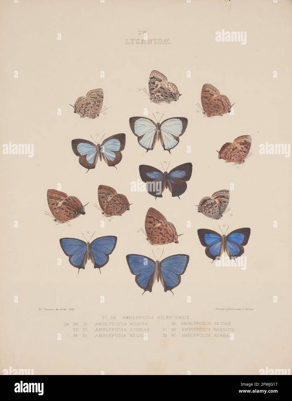 Insect specimen drawing hi-res stock photography and images - Alamy