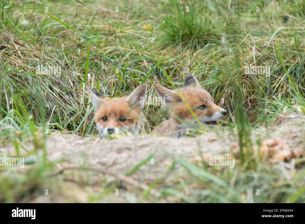 Two baby fox hi-res stock photography and images - Alamy