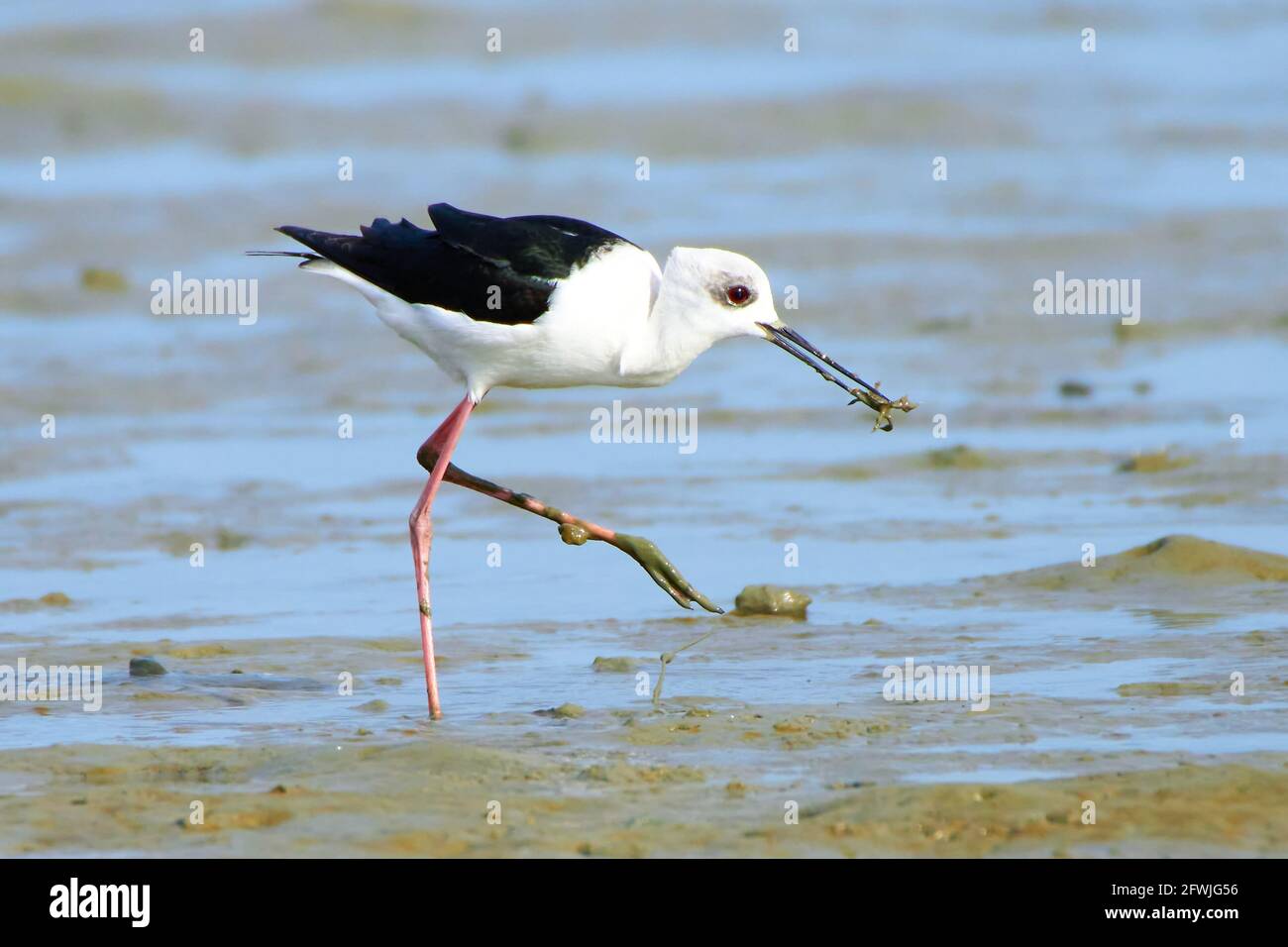 Black winged stilts hunting hi-res stock photography and images - Alamy