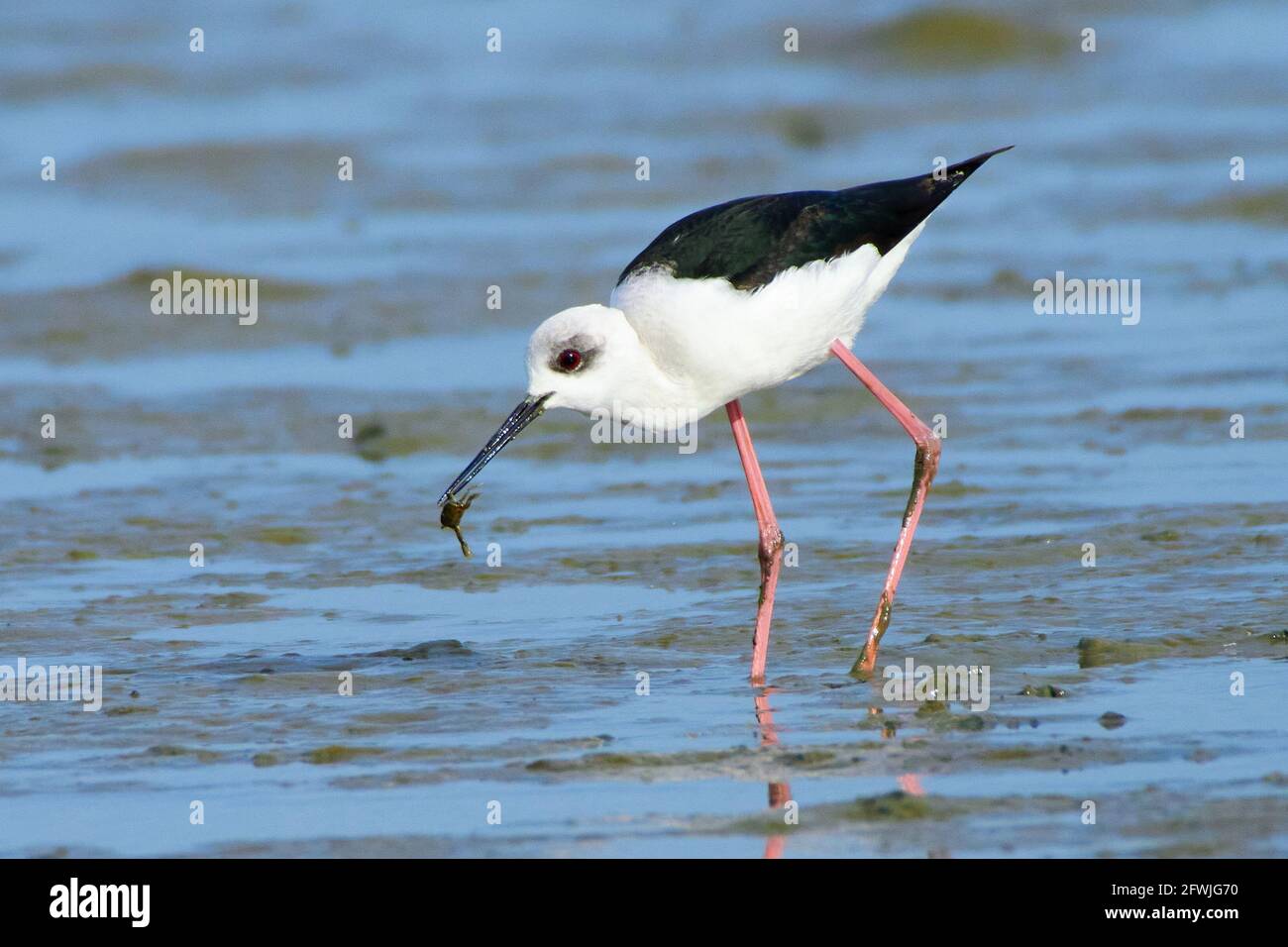 Stilt crabs hi-res stock photography and images - Alamy