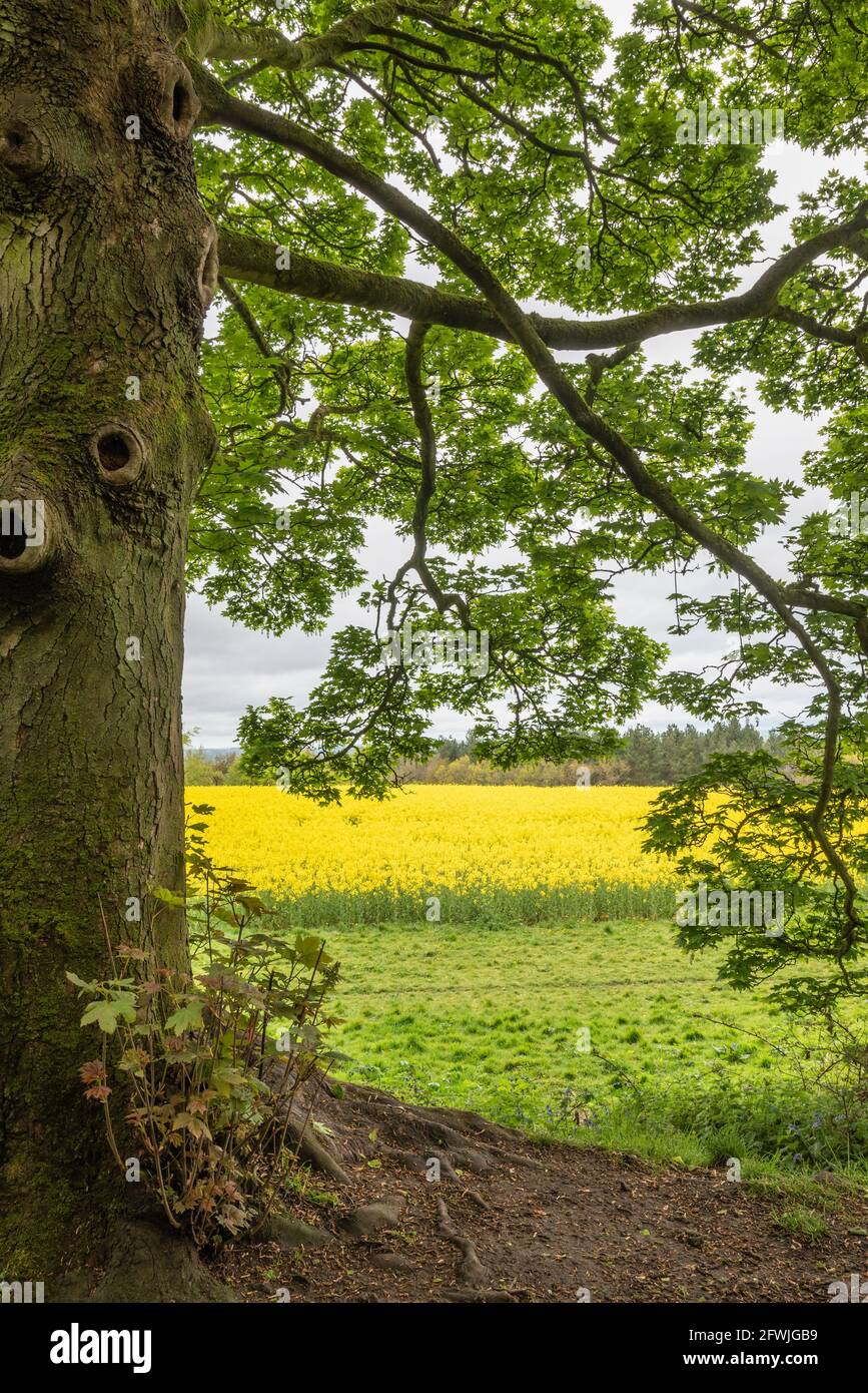 Beautiful agricultural canola rapeseed field in English countryside ...