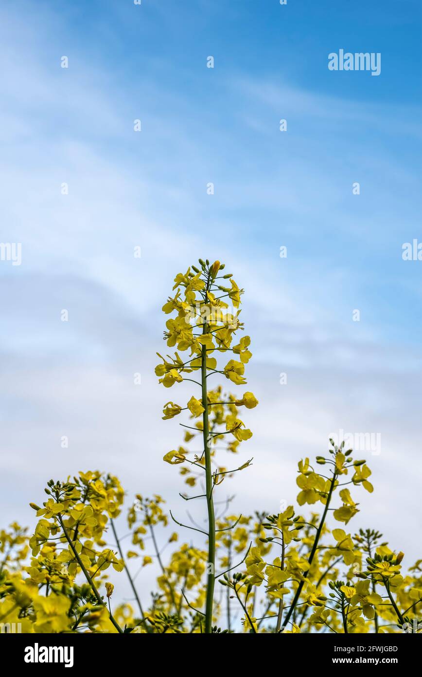 Beautiful agricultural canola rapeseed field in English countryside ...
