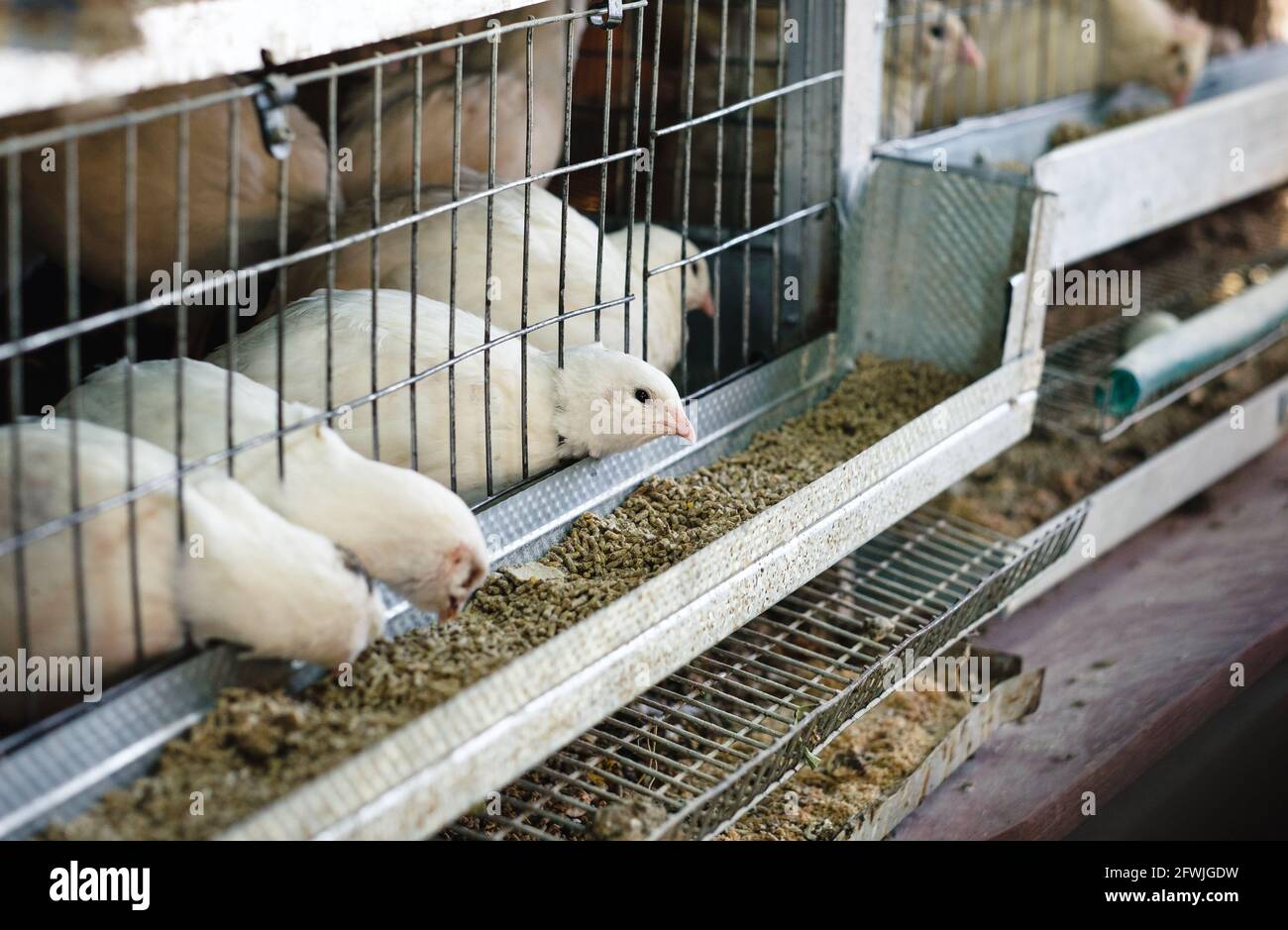 Cages of poultry hi-res stock photography and images - Alamy
