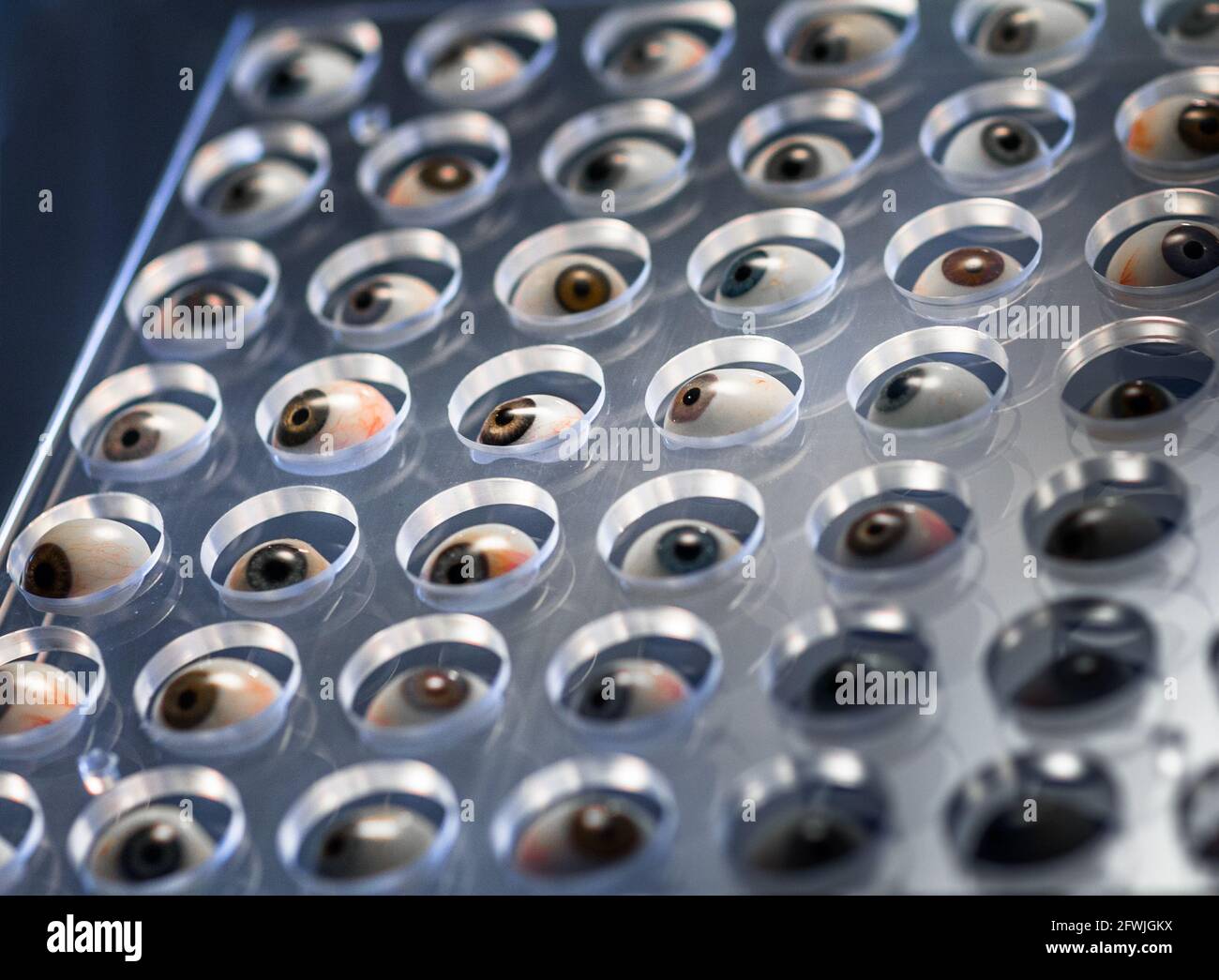Old prosthetic eyeballs on display at the Rijksmuseum Boerhaave in ...