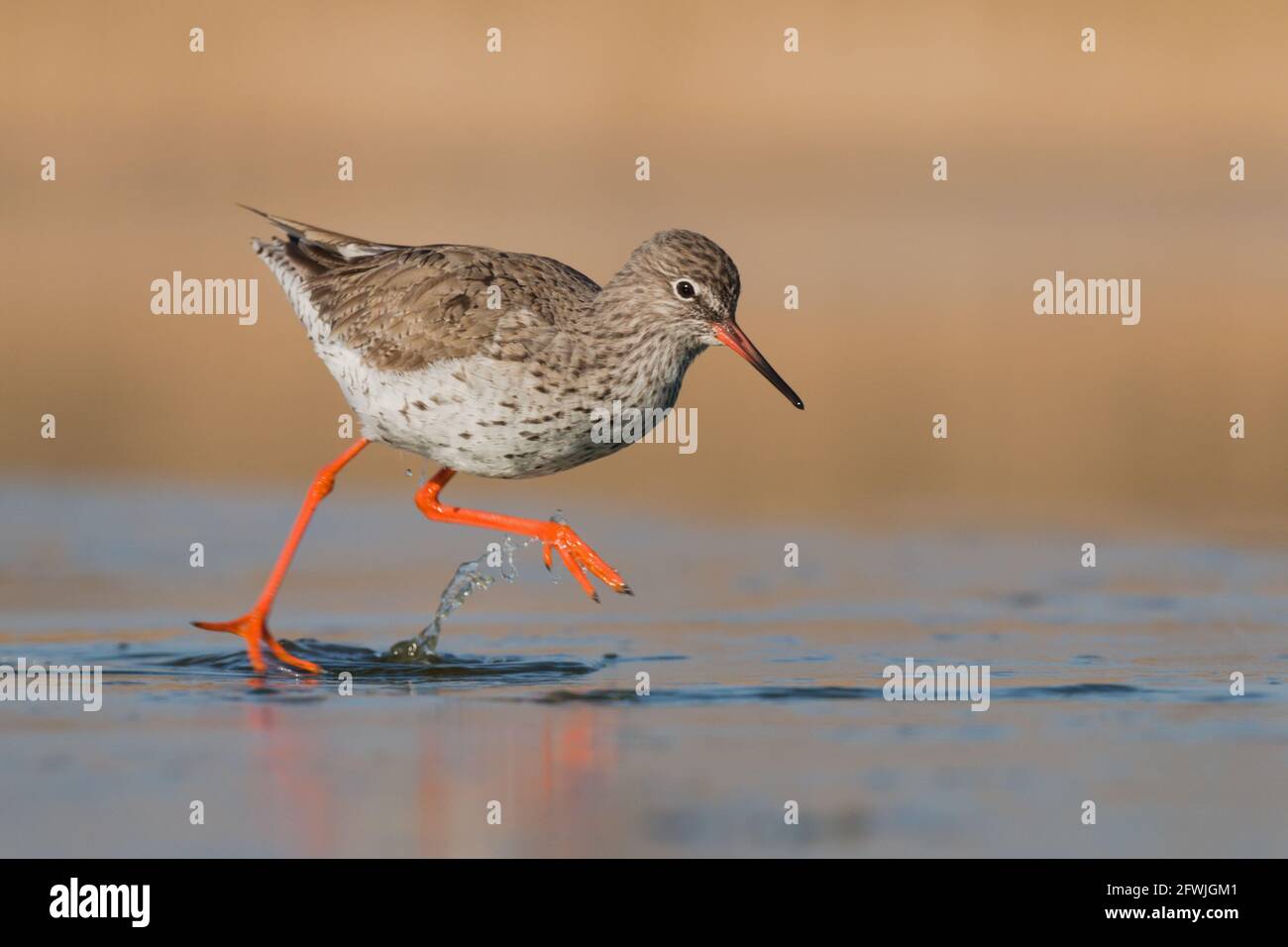 Redshank running hi-res stock photography and images - Alamy