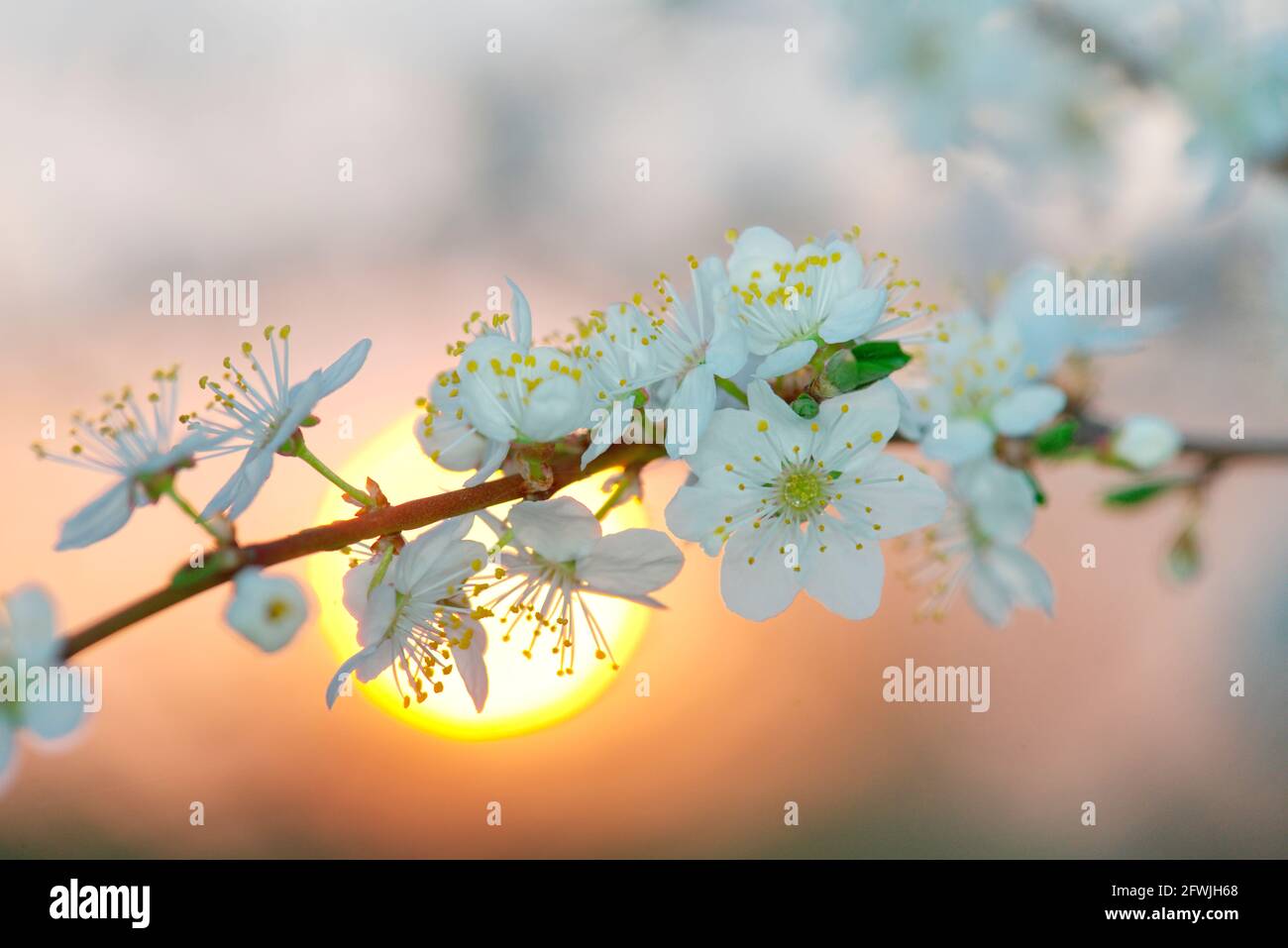 spring blooming garden apple tree branch, sunset Stock Photo - Alamy