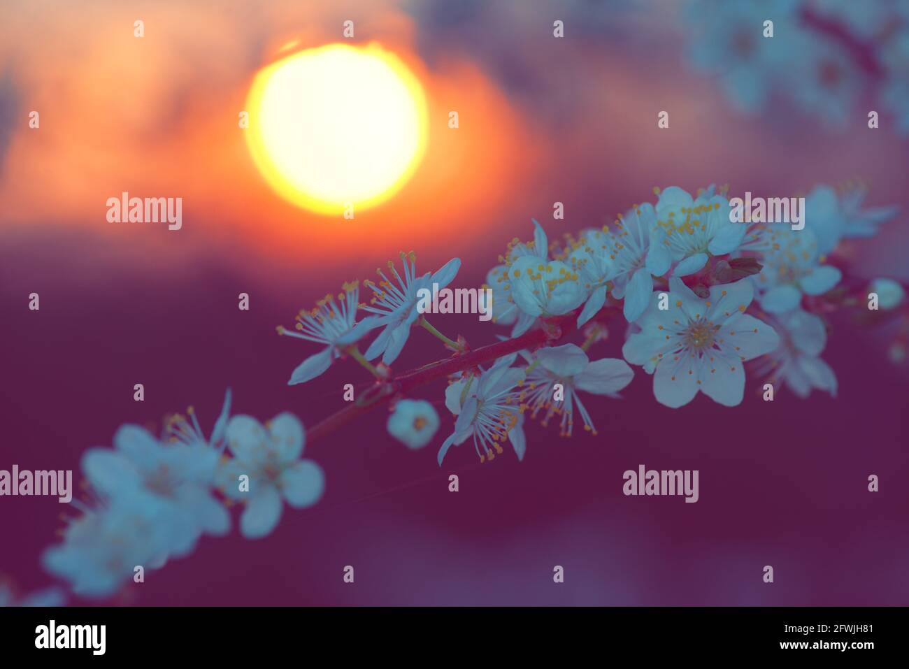 spring blooming garden apple tree branch, sunset Stock Photo - Alamy