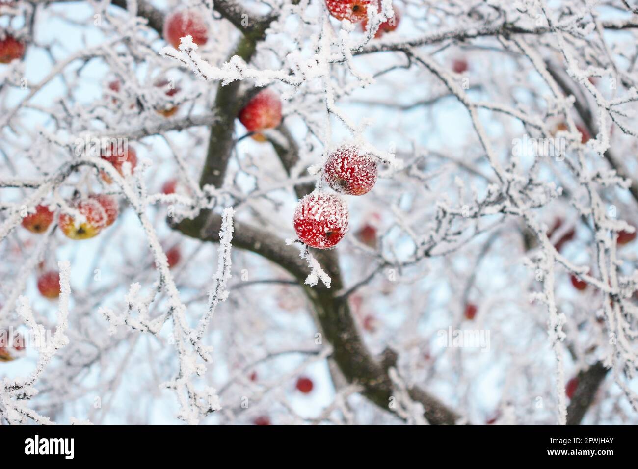 Frosted red apples hi-res stock photography and images - Alamy