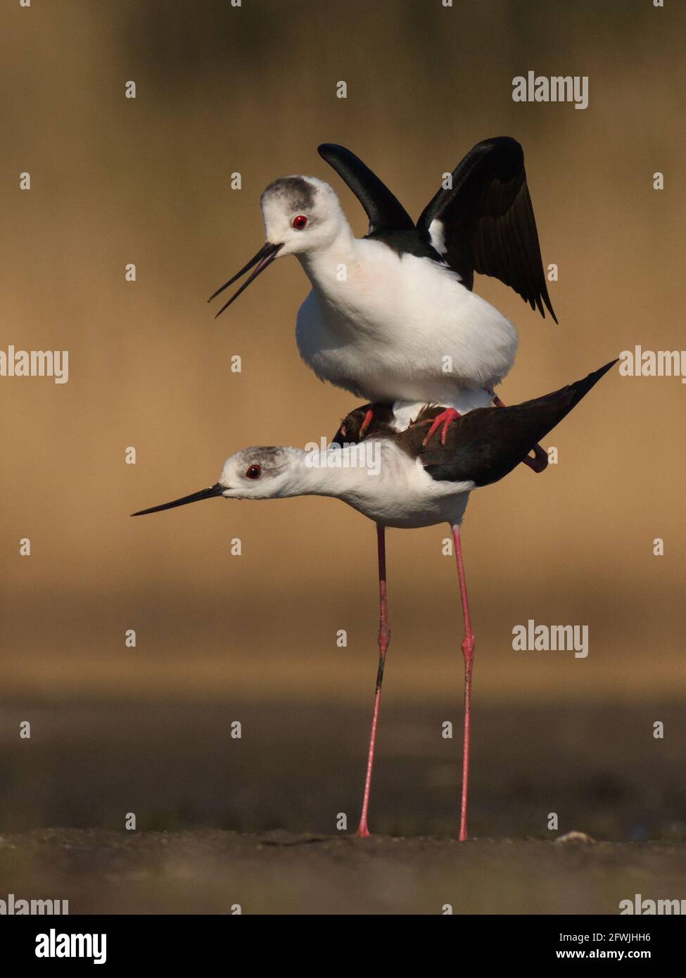 Black winged stilt mating hi-res stock photography and images - Alamy