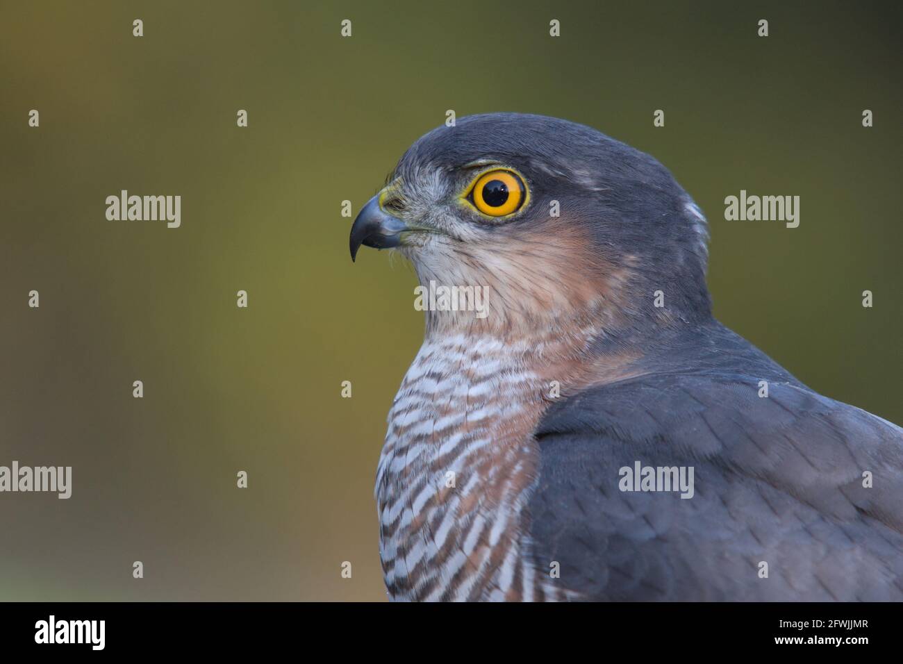 Portrait of a male sparrow hawk Stock Photo - Alamy