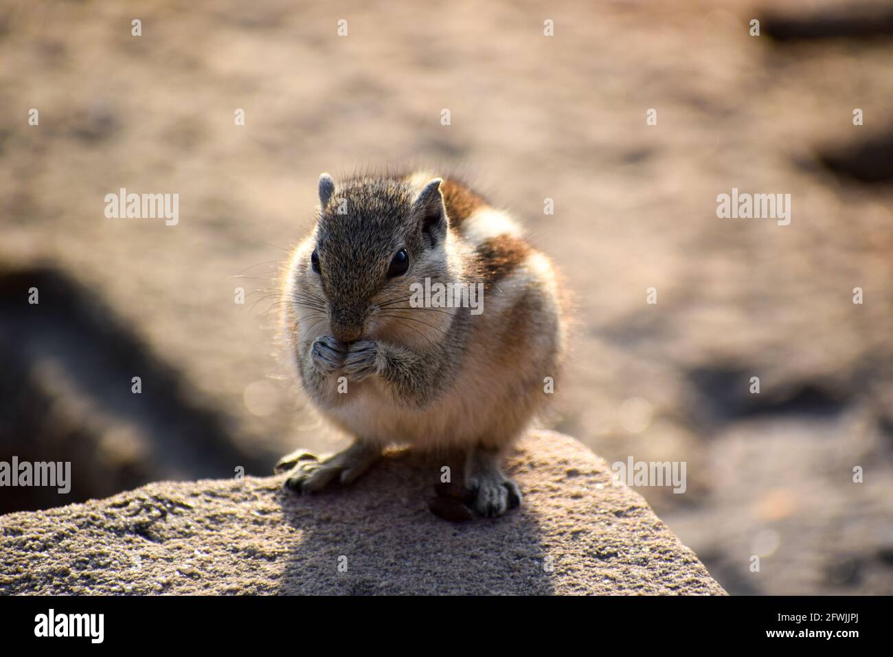Littlebeauty hi-res stock photography and images - Alamy