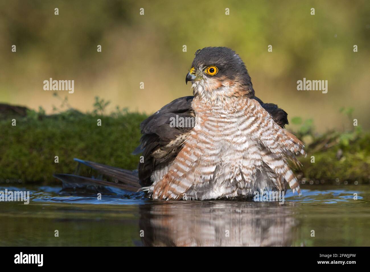 Bathing male eurasian sparrow hi-res stock photography and images - Alamy