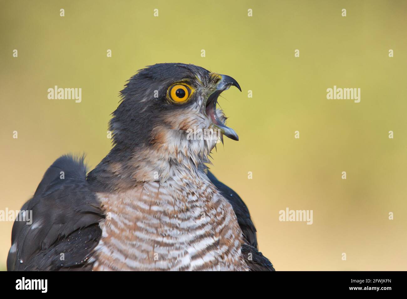 Portrait of a male sparrow hawk while gaping its beak Stock Photo - Alamy