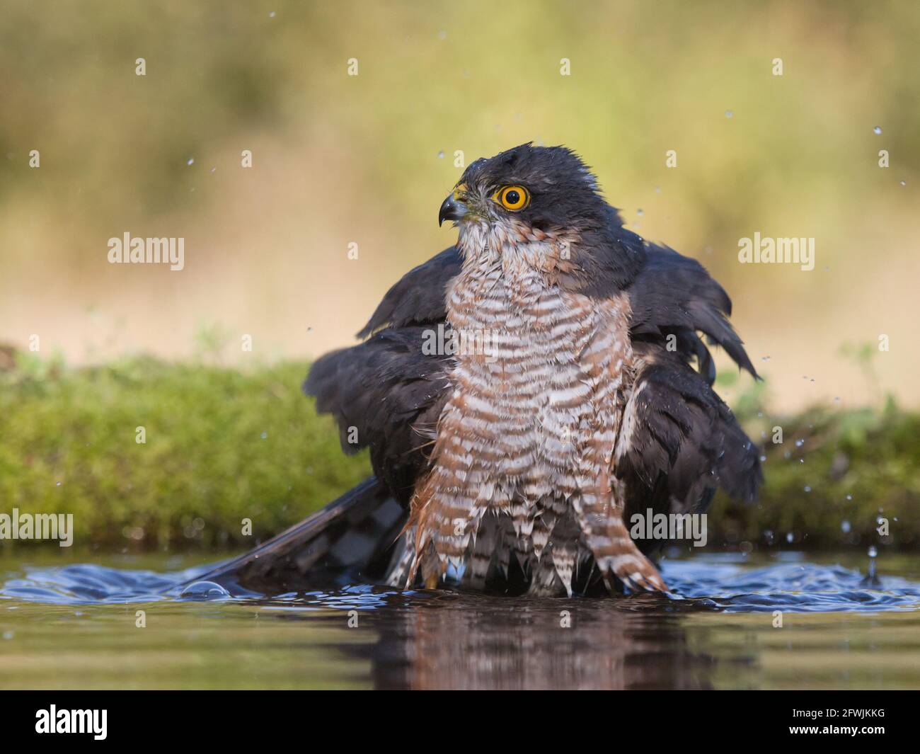 Eurasian sparrow hawk hi-res stock photography and images - Alamy