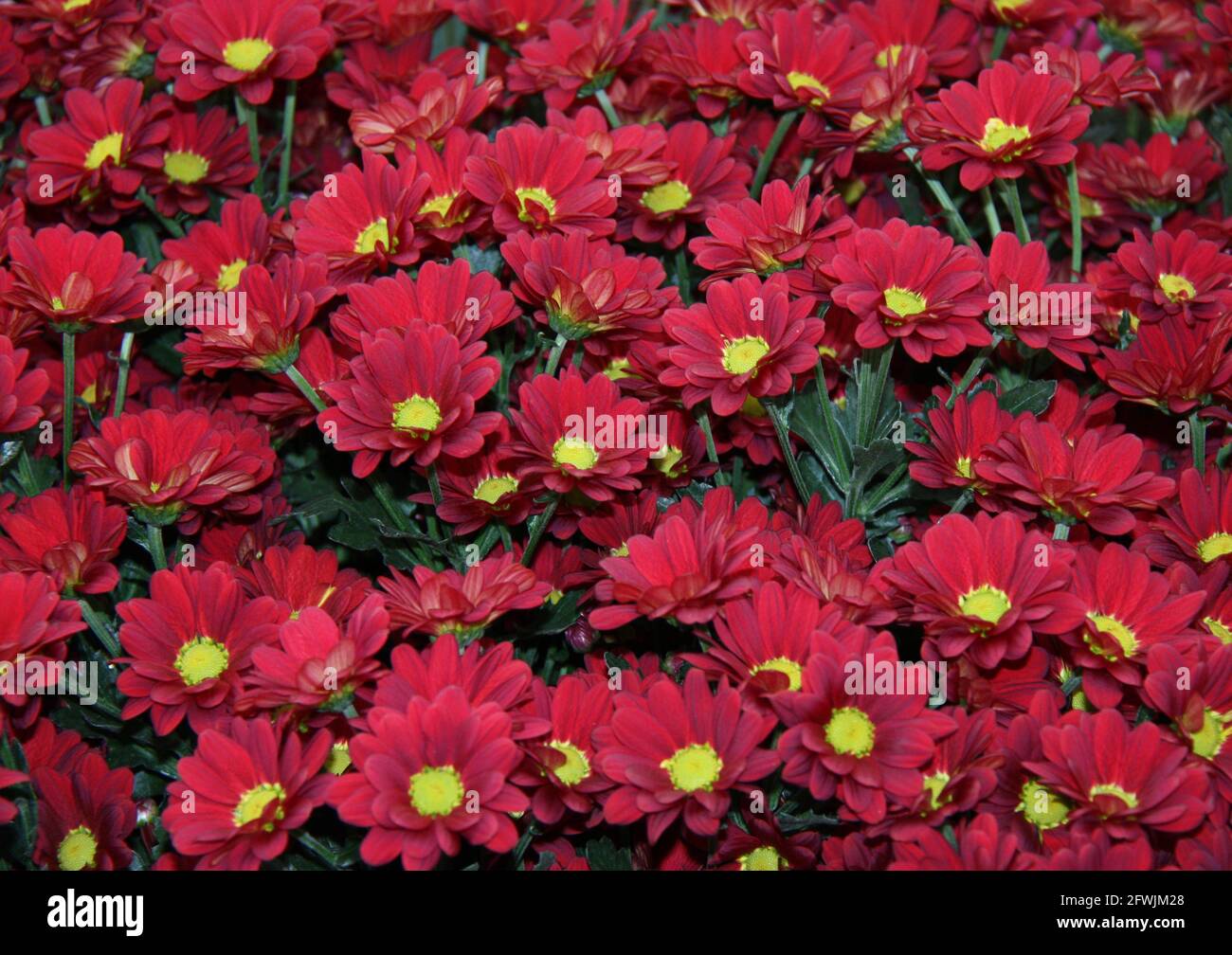 Aliya hi-res stock photography and images - Alamy