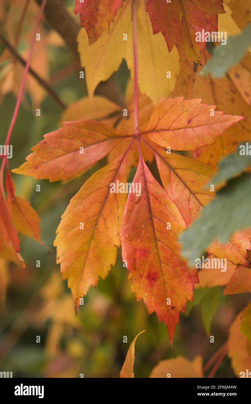 Orange and gold leaf hangin from a tree on a fall day in Germany Stock ...