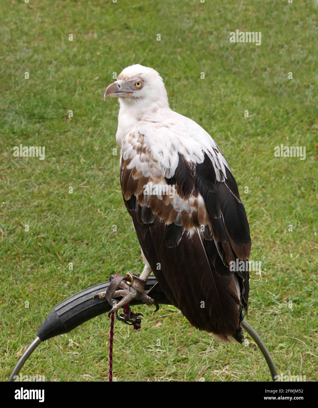 Tethered bird hi-res stock photography and images - Alamy