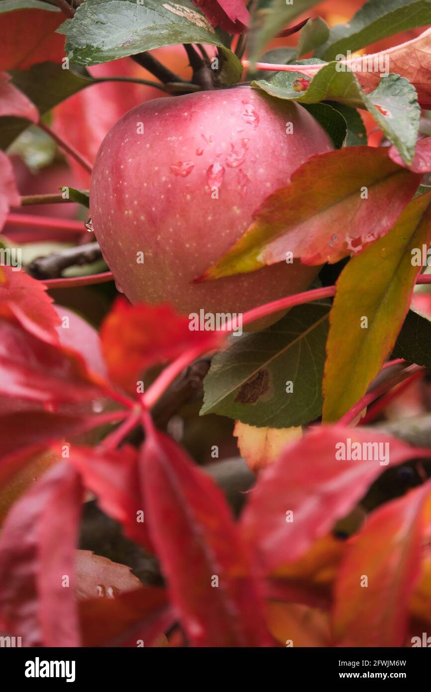Rip apple hi-res stock photography and images - Alamy