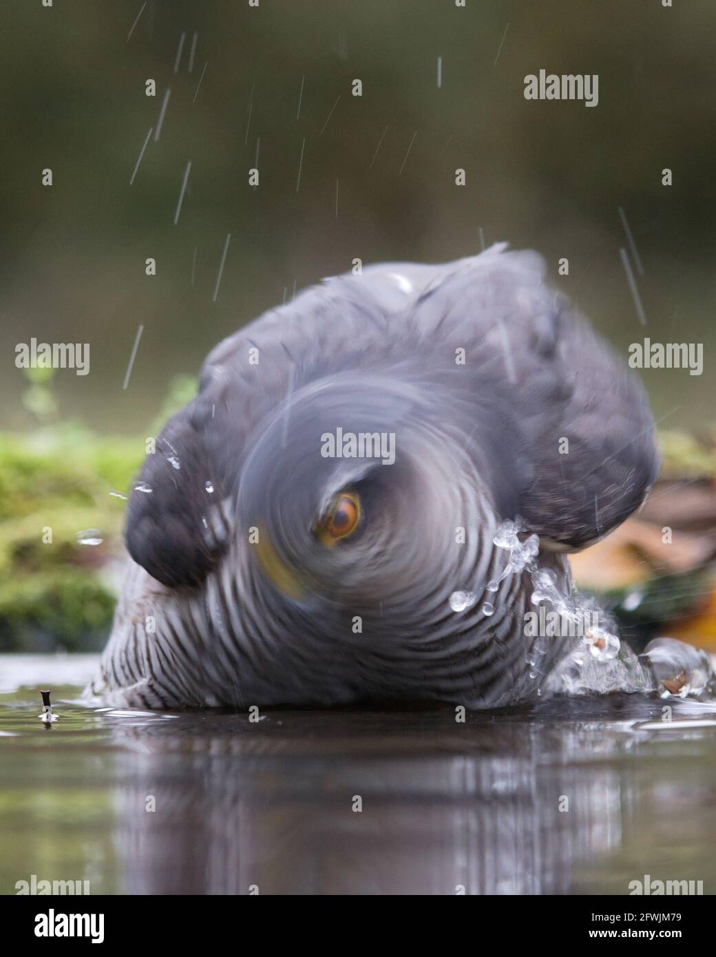 Bathing male sparrow hawk while turning its head Stock Photo - Alamy