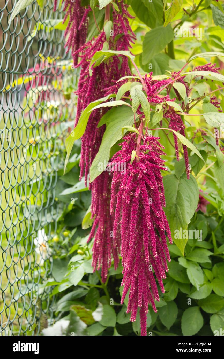 Purple amaranth flowers growing in a backyard garden next to a fence on ...