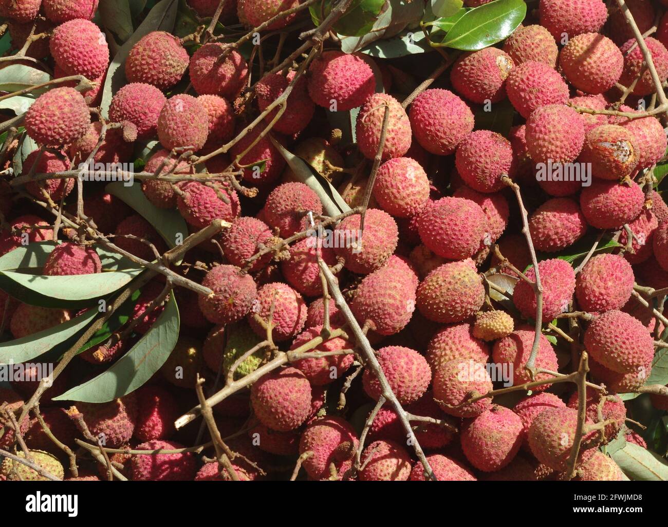 Lychee harvest hi-res stock photography and images - Alamy