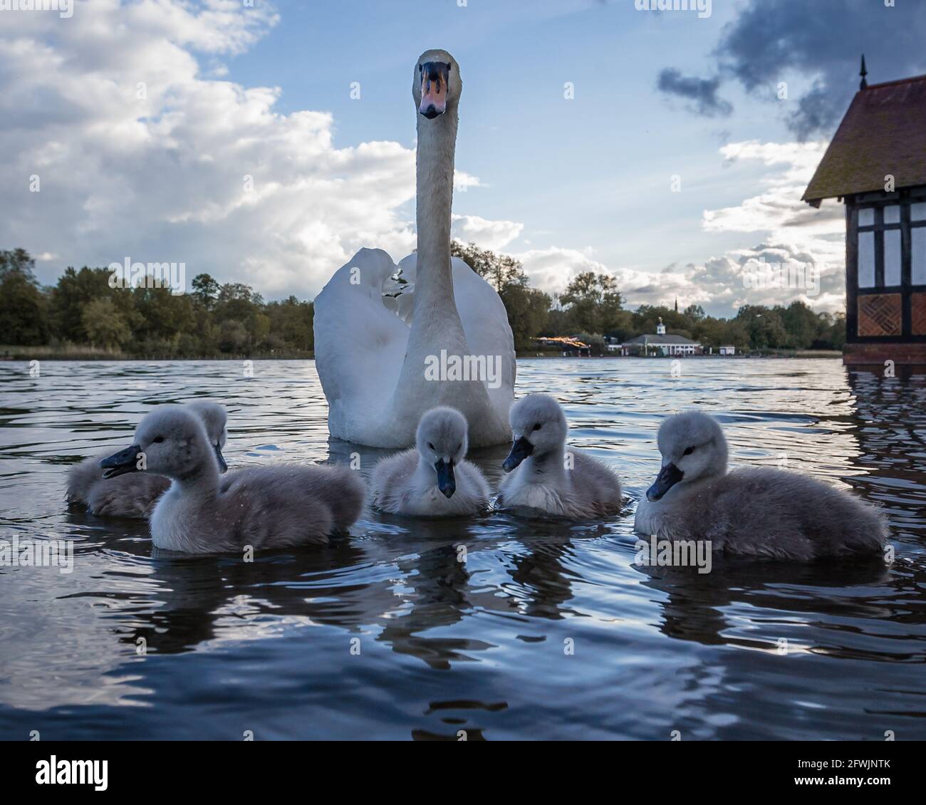 A proud swan looks over her cygnets in Hyde Park Stock Photo - Alamy