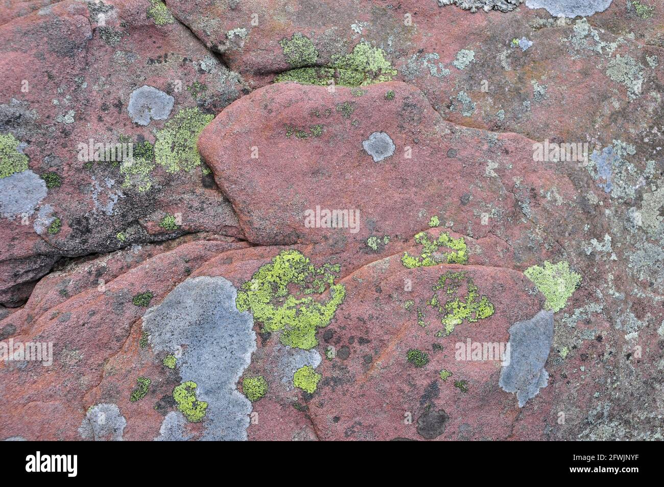 Llichen covered old red sandstone boulder on the mountain above Dan-yr ...