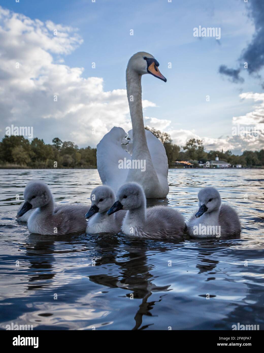 A pen, and her young cygnets go for swim in the lake in London Stock ...