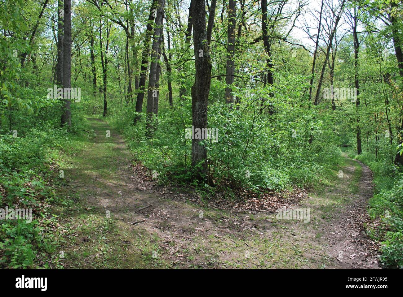 Two paths fork forest hi-res stock photography and images - Alamy