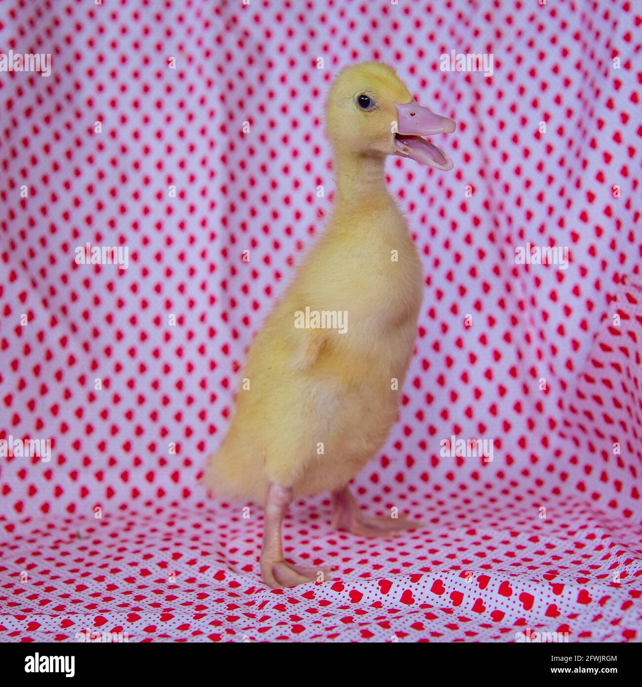 Hello duck hi-res stock photography and images - Alamy