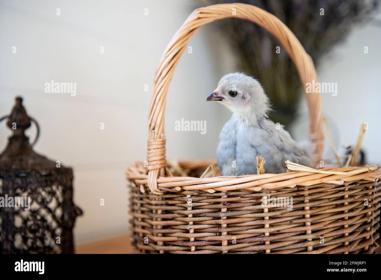 Pekin bantam hi-res stock photography and images - Alamy