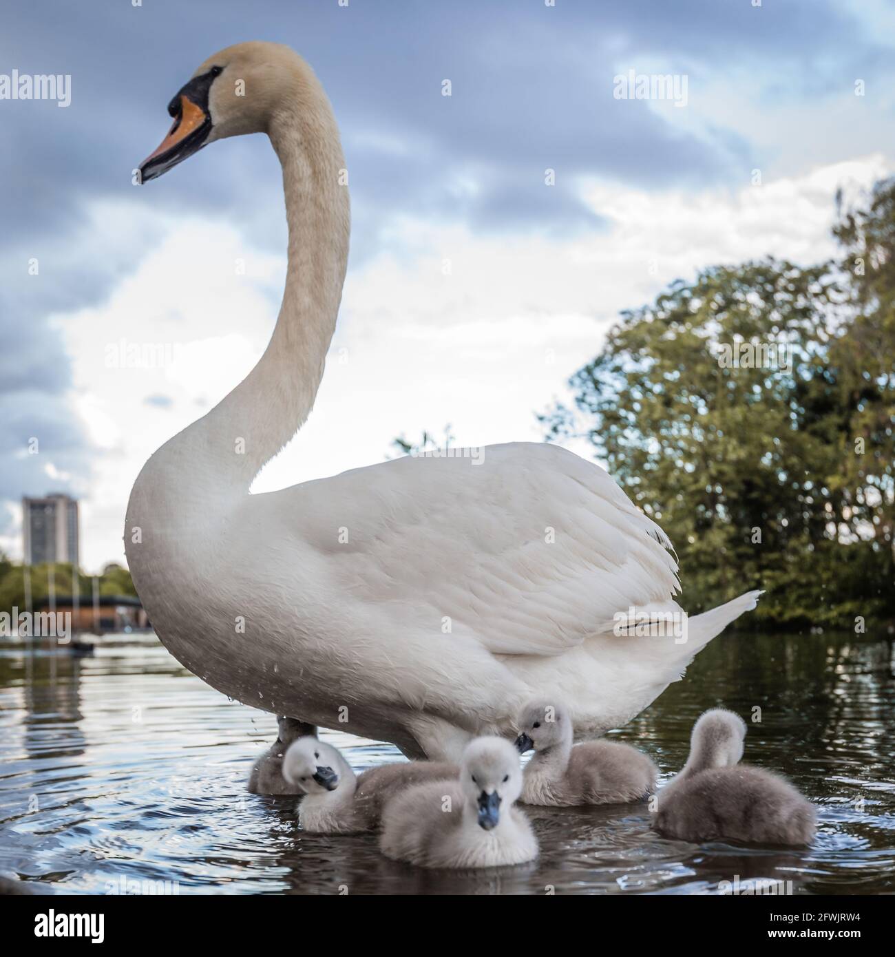 Portrait of a pen mute swan with her cygnets a lake in Hyde Park ...