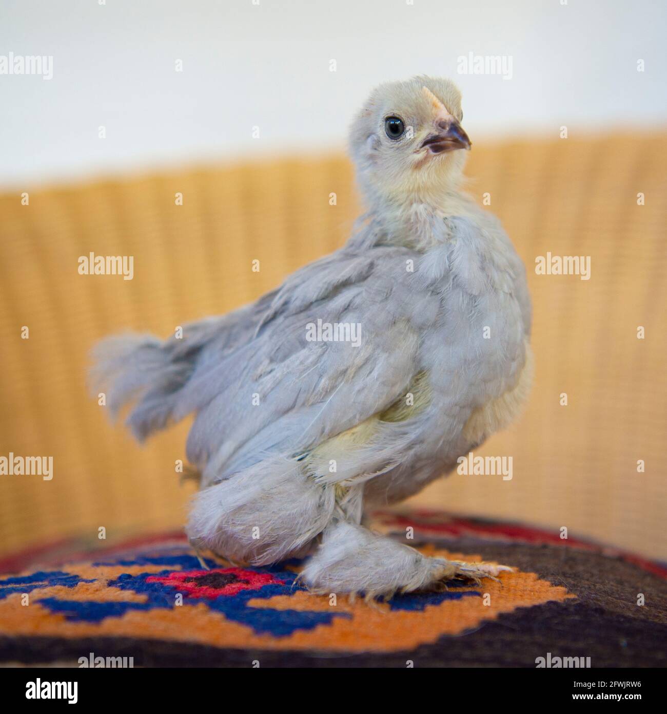 Pekin bantam hi-res stock photography and images - Alamy