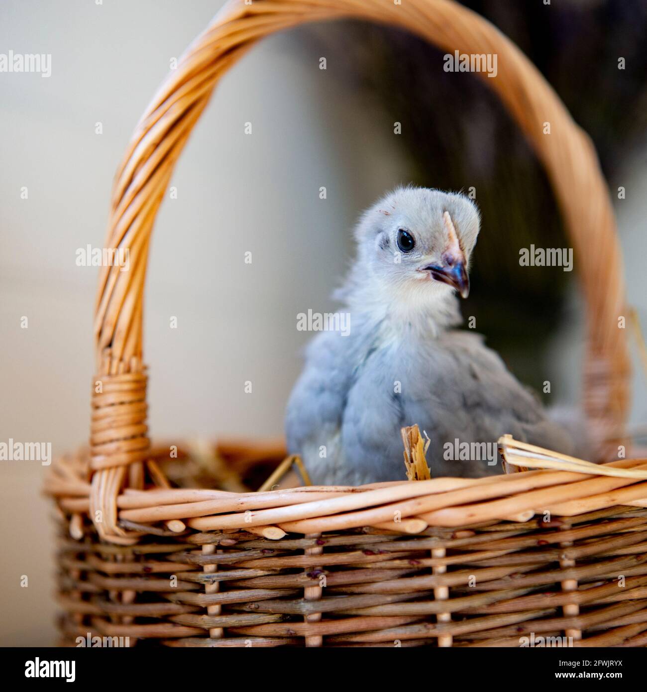 Pekin bantam hi-res stock photography and images - Alamy