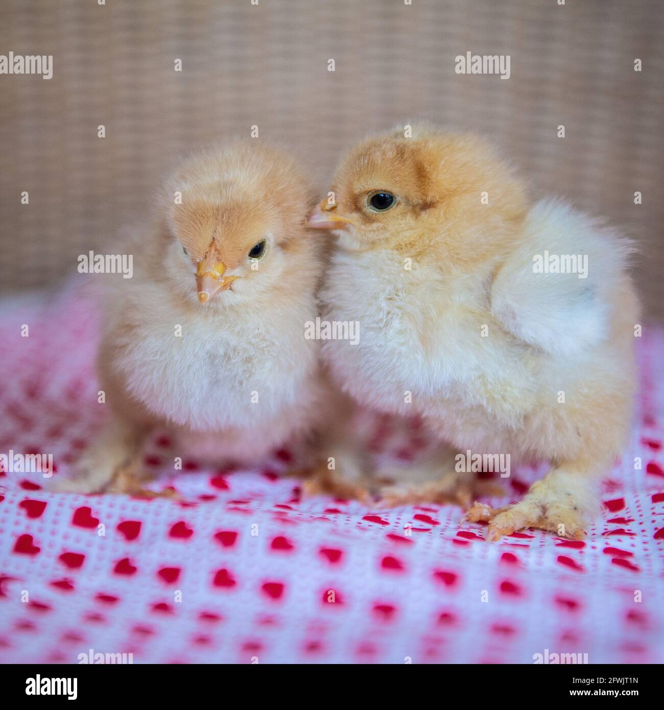 Hatch farmhouse hi-res stock photography and images - Alamy