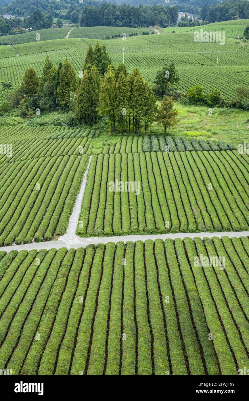 Mae tam county yongxing of guizhou province. Ten thousand mu of tea tea ...