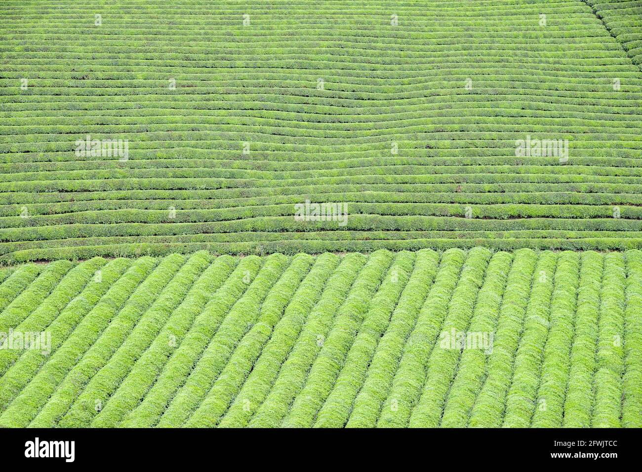 Mae tam county yongxing of guizhou province. Ten thousand mu of tea tea ...