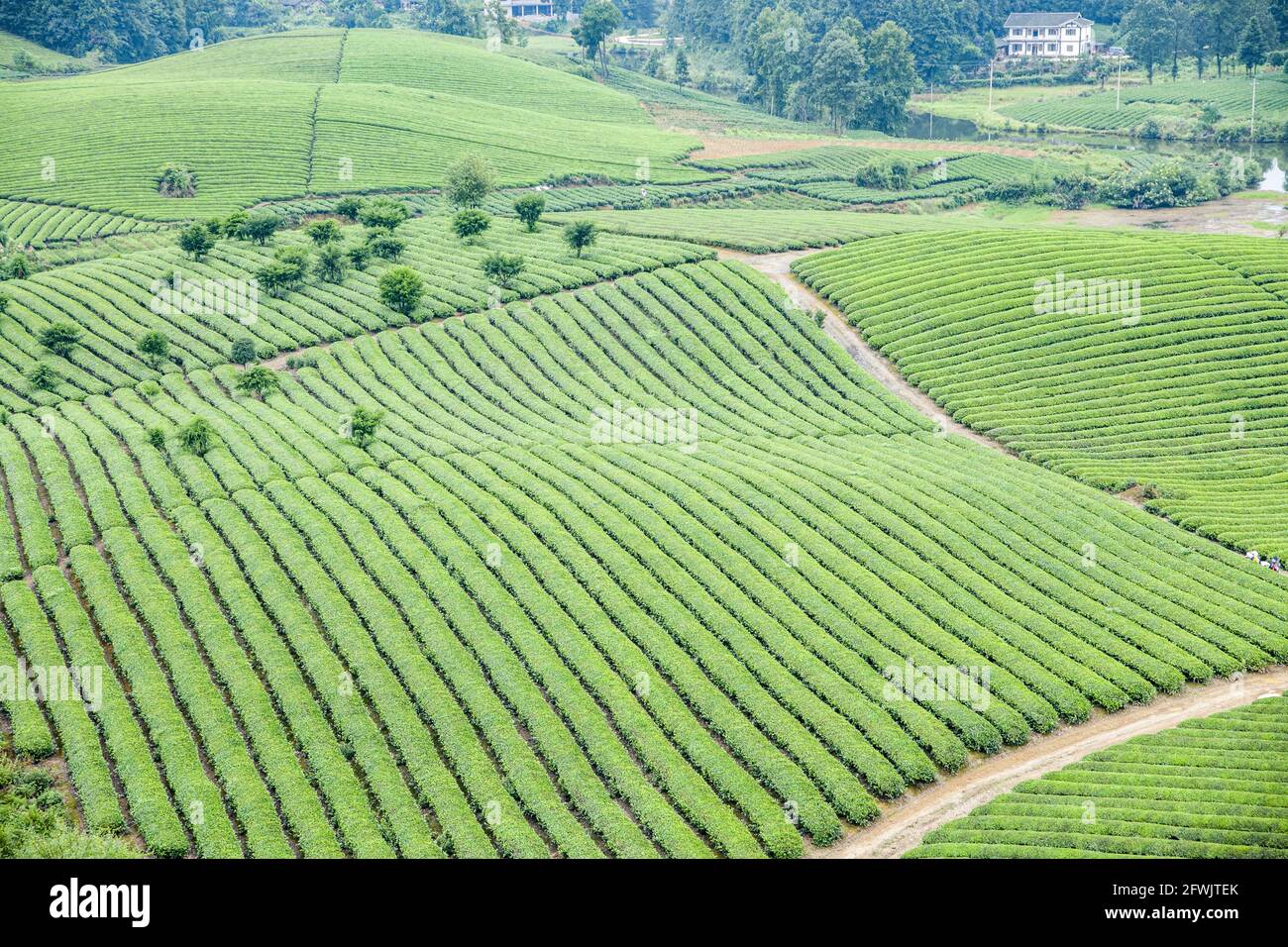 Mae tam county yongxing of guizhou province. Ten thousand mu of tea tea ...