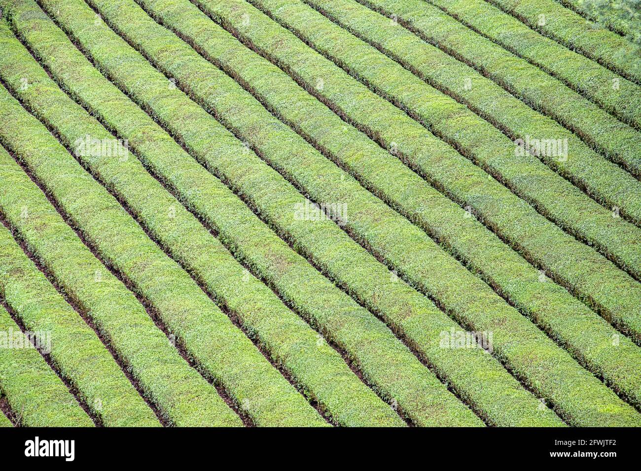 Mae tam county yongxing of guizhou province. Ten thousand mu of tea tea ...