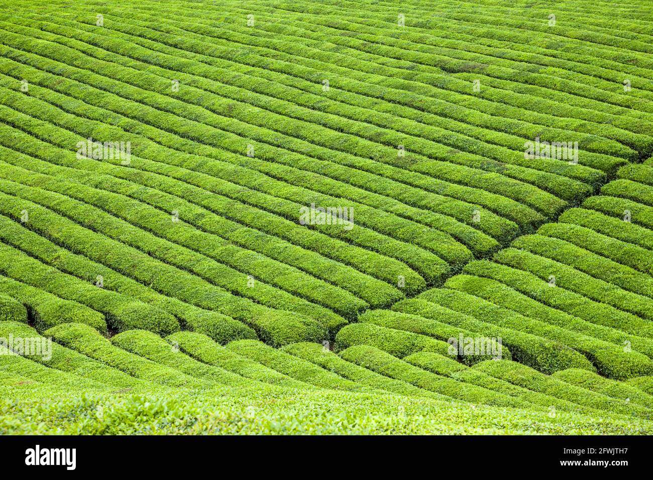 Mae tam county yongxing of guizhou province. Ten thousand mu of tea tea ...