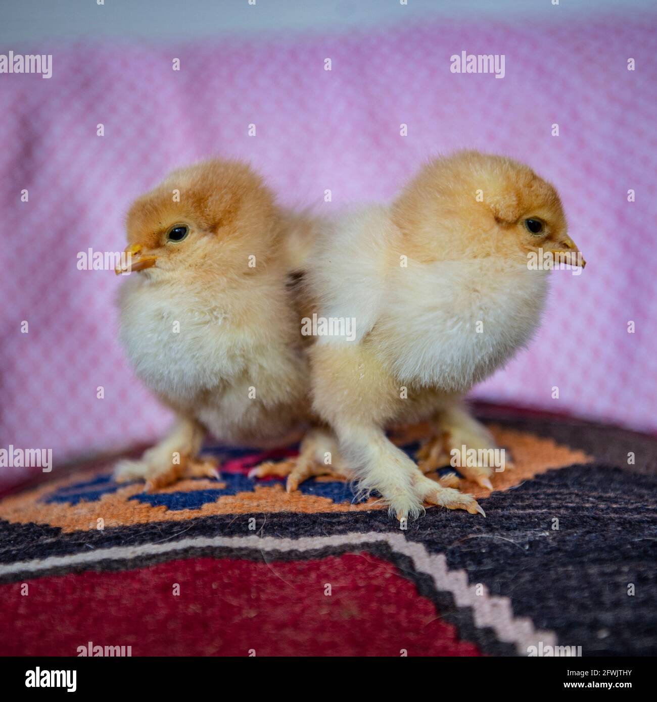 Brahma chicken hi-res stock photography and images - Alamy