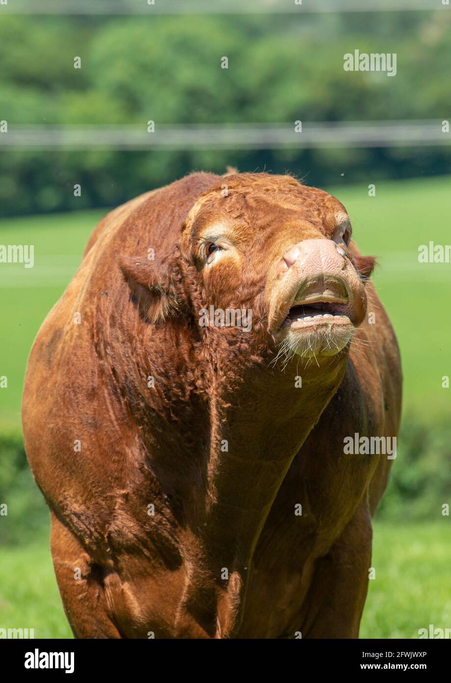 South Devon Bull smelling cows Stock Photo - Alamy